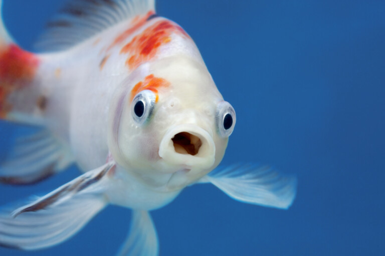 Do Fish Yawn? Why do Fish Open Their Mouth Randomly? » Petsoid