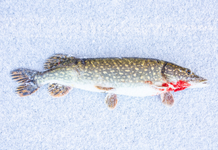 Do Fish Yawn? Why do Fish Open Their Mouth Randomly? » Petsoid