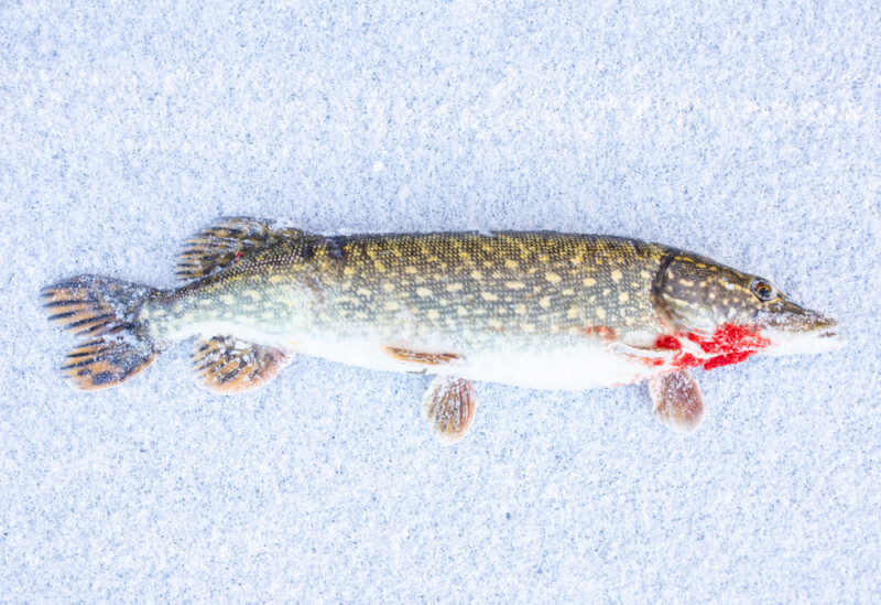 Do Fish Cough or Sneeze? » Petsoid