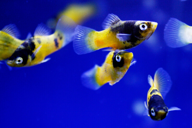 How Do Platy Fish Mate? » Petsoid