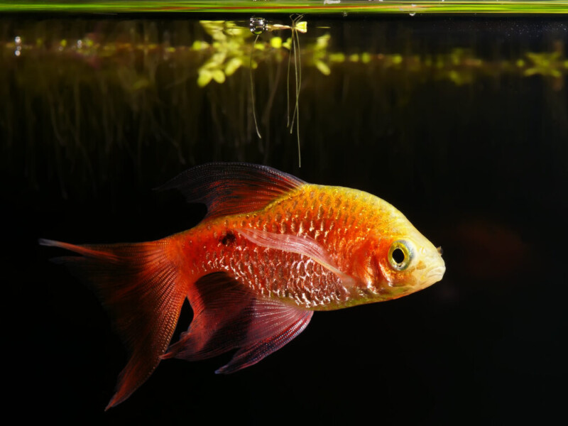 Do Fish Yawn? Why do Fish Open Their Mouth Randomly? » Petsoid