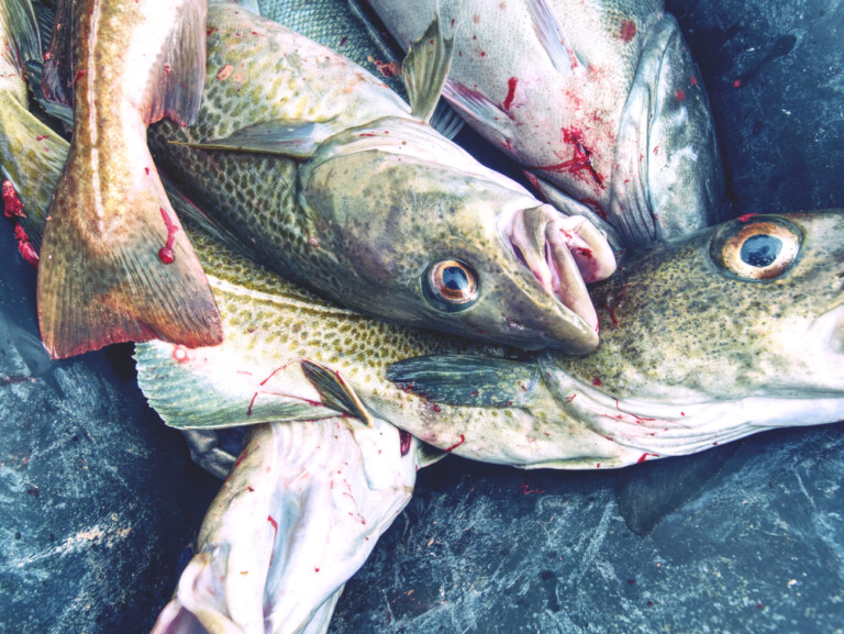 Do Fish Have Blood & What Type? » Petsoid