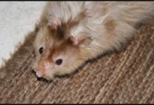 Long Haired Mouse — Info & Facts » Petsoid