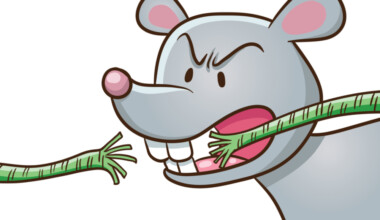 What Do Pet Mice Eat? - Petsoid