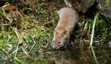 How Much Does Pet Mice Cost to Own? - Petsoid