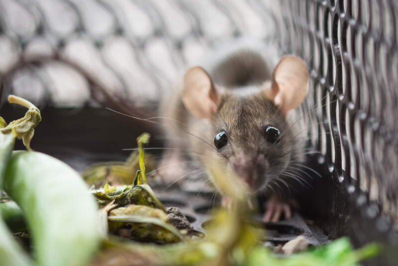 How Much Does Pet Mice Cost to Own? » Petsoid