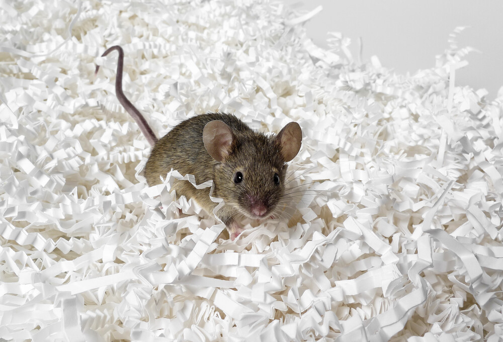 How to Litter train your Pet Mouse » Petsoid
