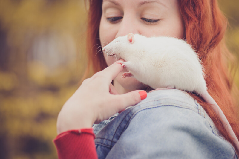 How Much do Pet Rats Weigh? » Petsoid