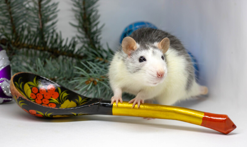 What is the Average Pet Rat Size? » Petsoid