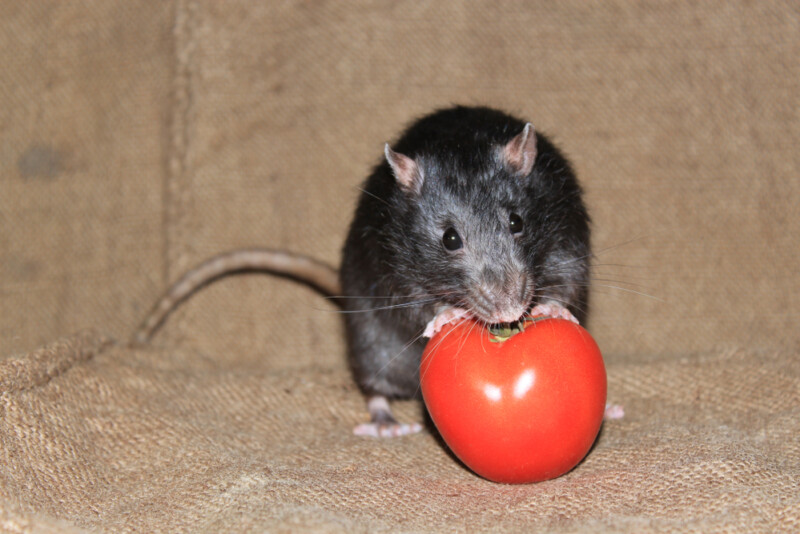 Can Pet Rats Eat Tomatoes? » Petsoid