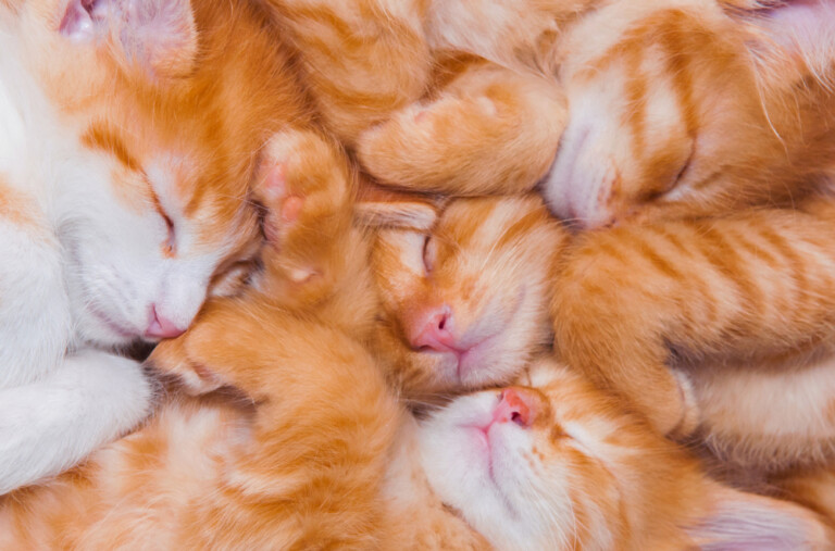 How Many Kittens Can a Cat Have? » Petsoid