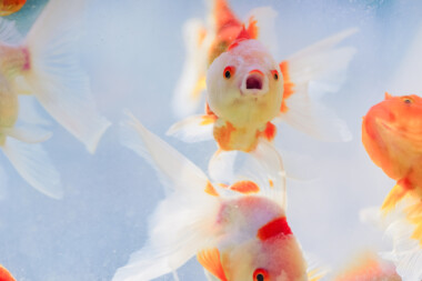 Do Fish Cough or Sneeze? » Petsoid