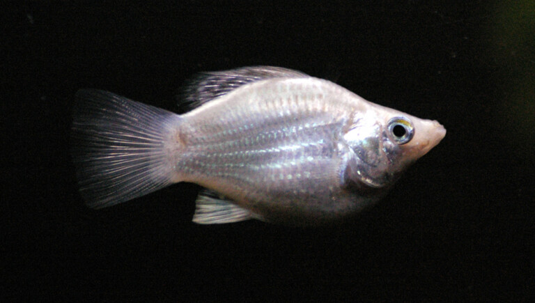 How to Identify Male vs. Female Mollies » Petsoid