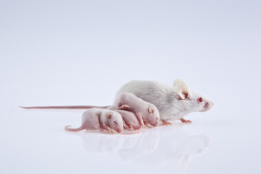 Can Baby Mice Survive Without Their Moms? » Petsoid