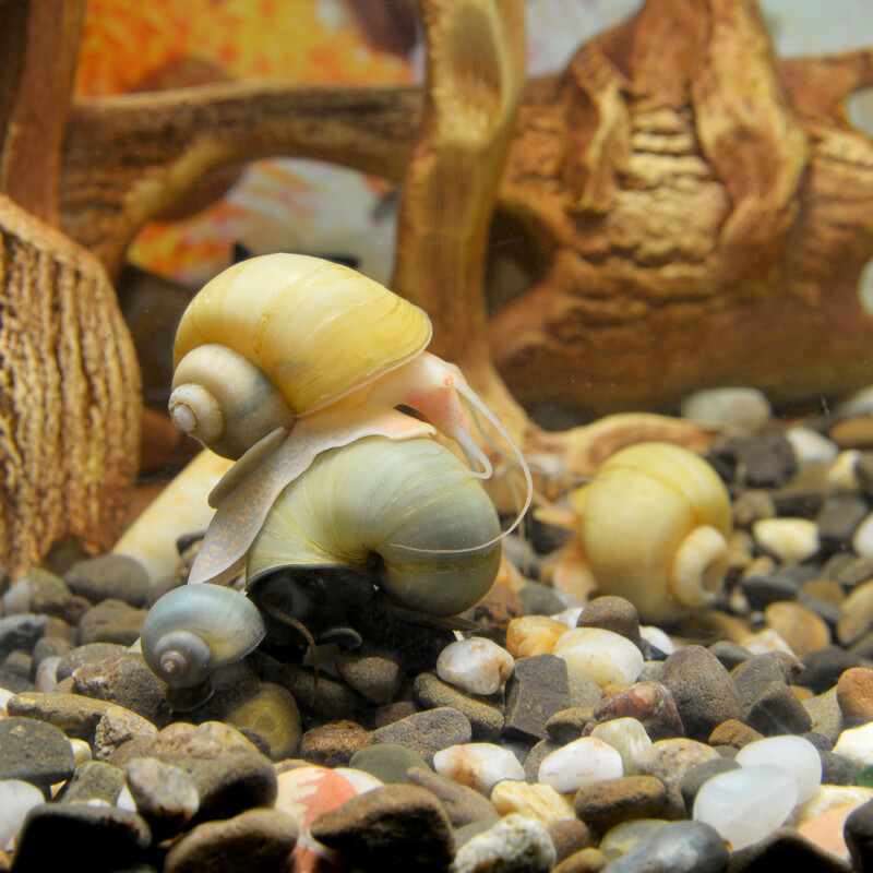 How to Tell if a Mystery Snail is Dead or Alive » Petsoid